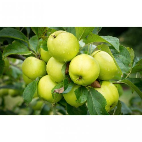 Alma nyári zöld 1 kilogramm | Cashmap.hu: akciók, árösszehasonlítás ...